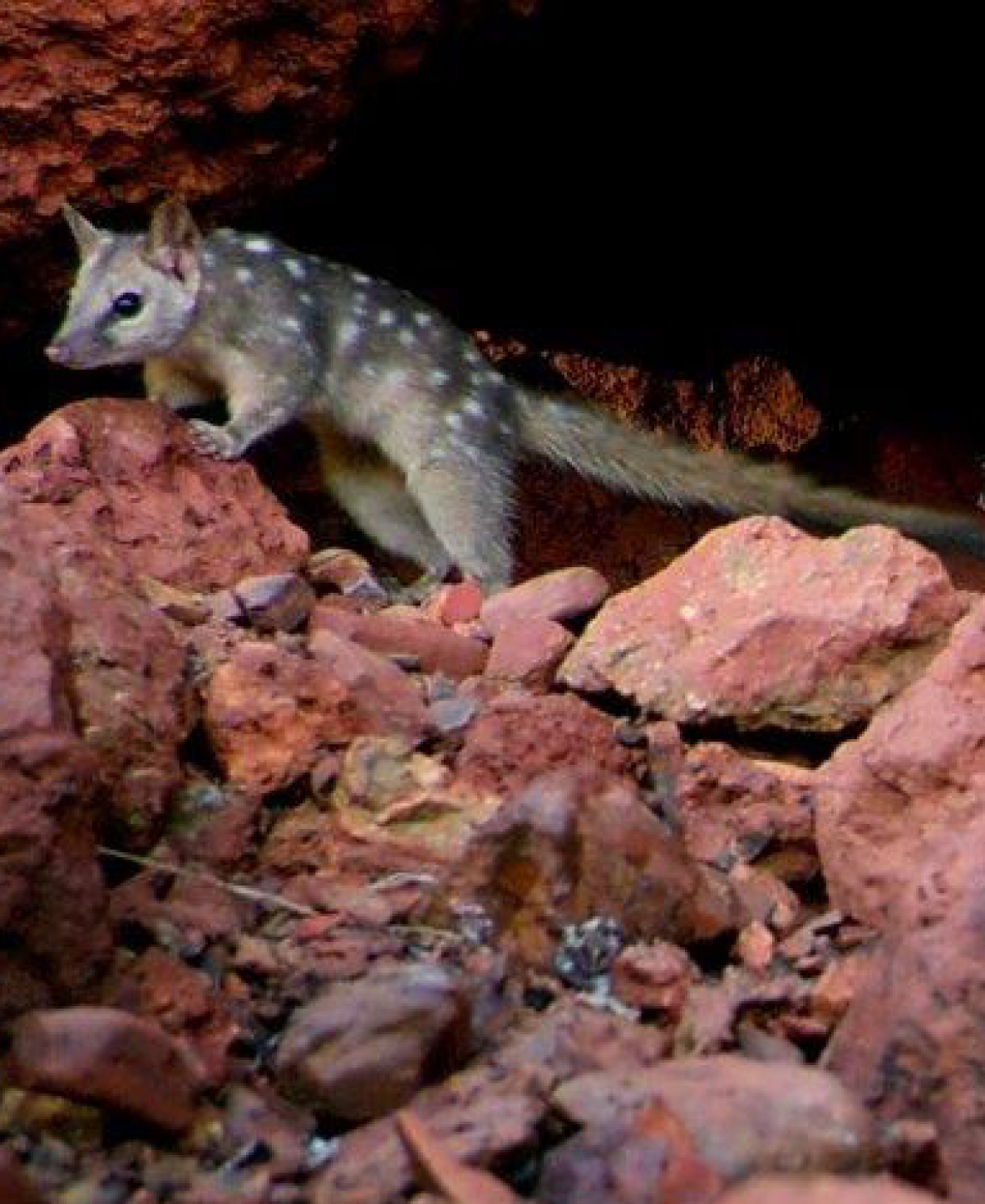 Pre-clearance Fauna Surveys | Fauna Assessment & Management